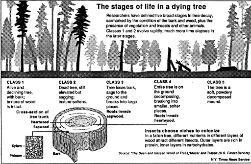 The Ecology of Story: Revealing Hidden Characters of the Forest | Nina ...